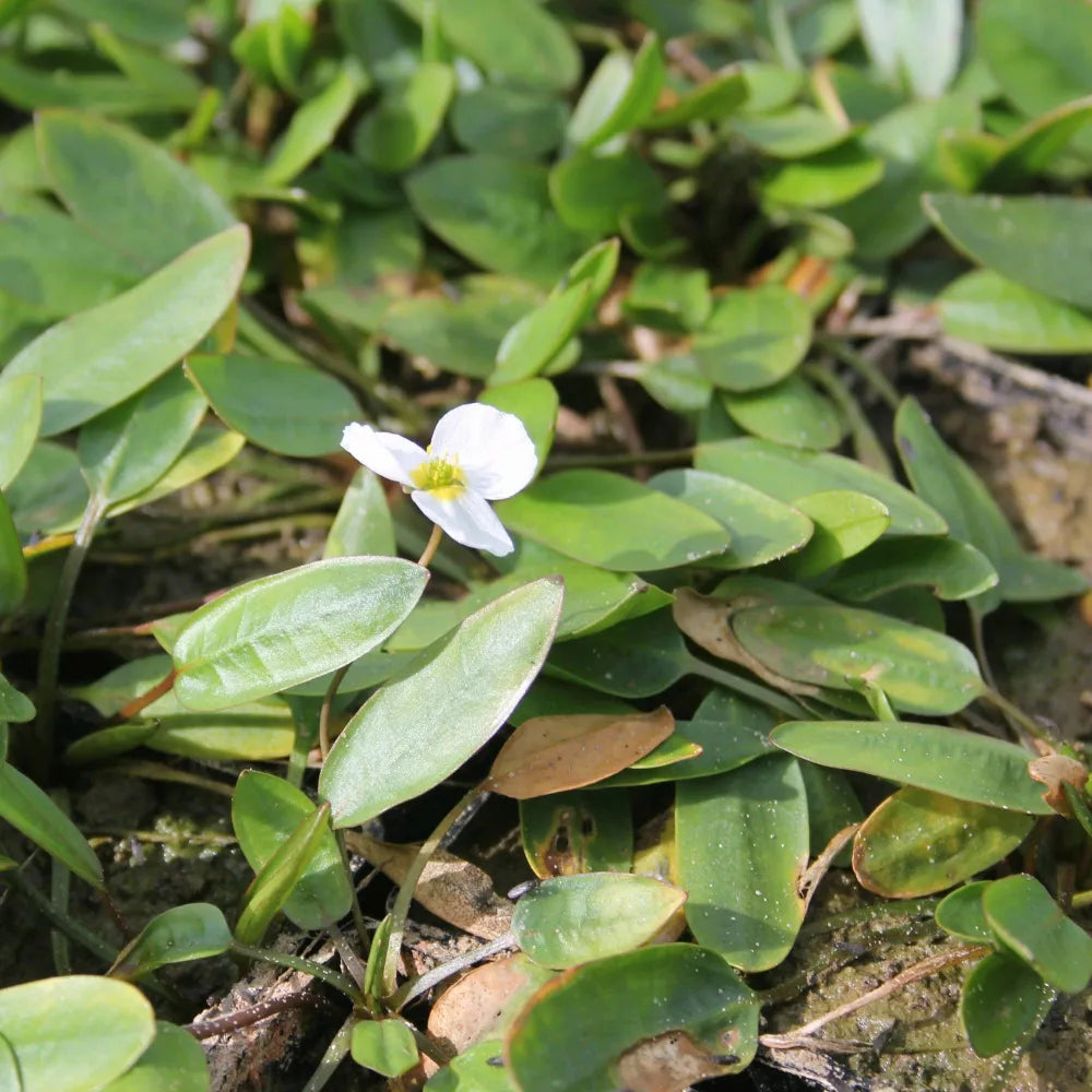 Luronium natans | Floating water‑plantain | Marginal Plant – Woven Wood