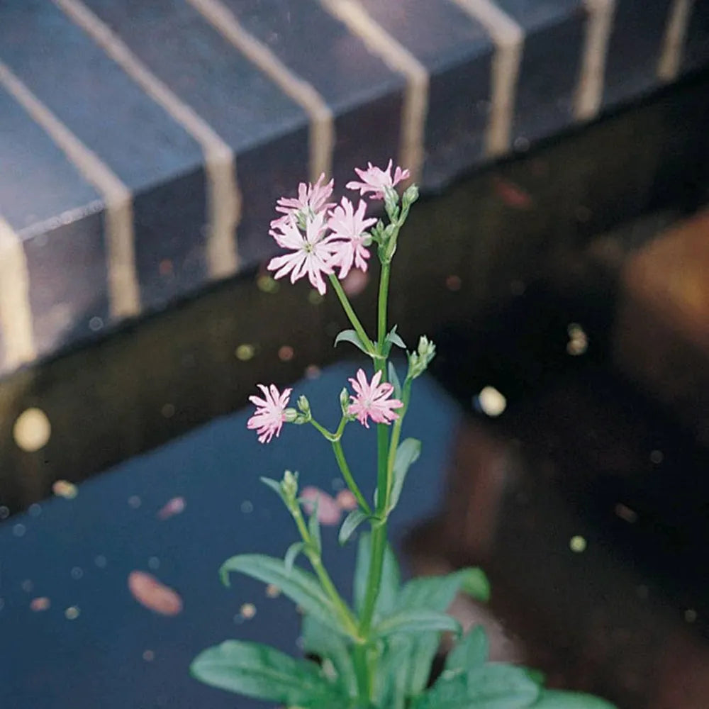 Lychnis flos‑cuculi | Ragged‑robin | Marginal Plant – Woven Wood