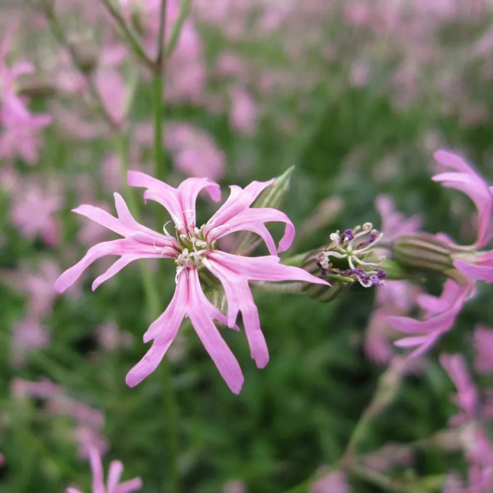 Lychnis flos‑cuculi | Ragged‑robin | Marginal Plant – Woven Wood