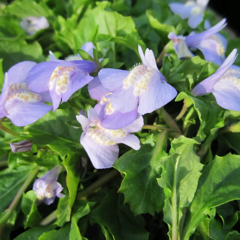 Mazus reptans | Creeping mazus | Marginal Plant – Woven Wood