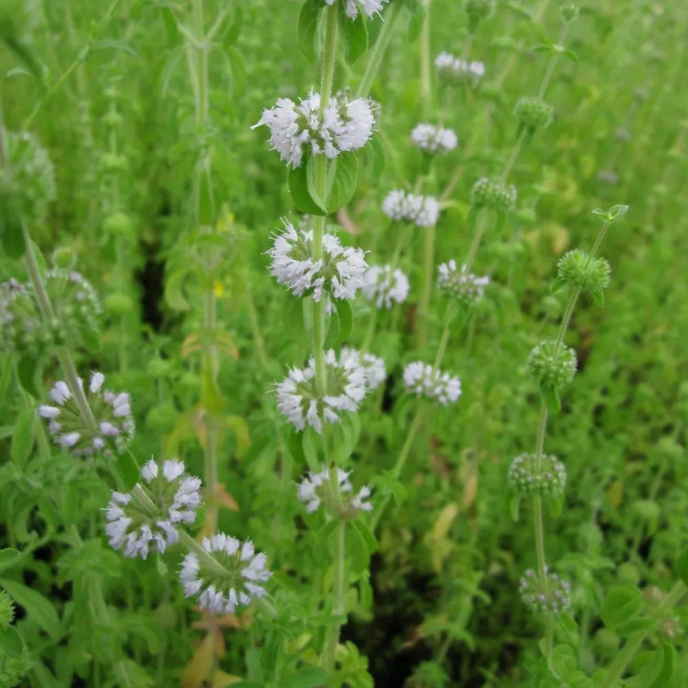 Mentha pulegium | Pennyroyal | Marginal Plant – Woven Wood