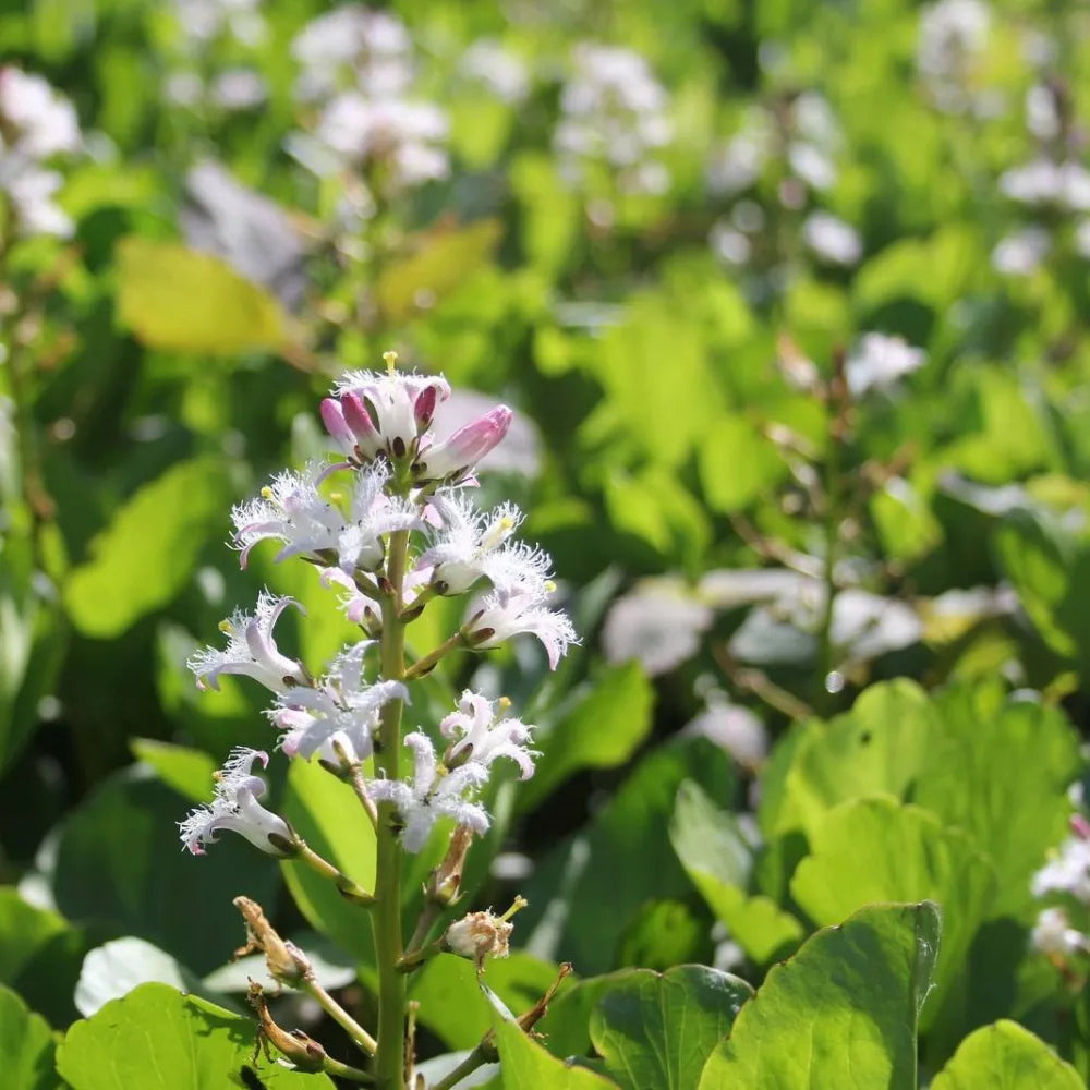 Menyanthes trifoliata | Bogbean | Marginal Plant – Woven Wood