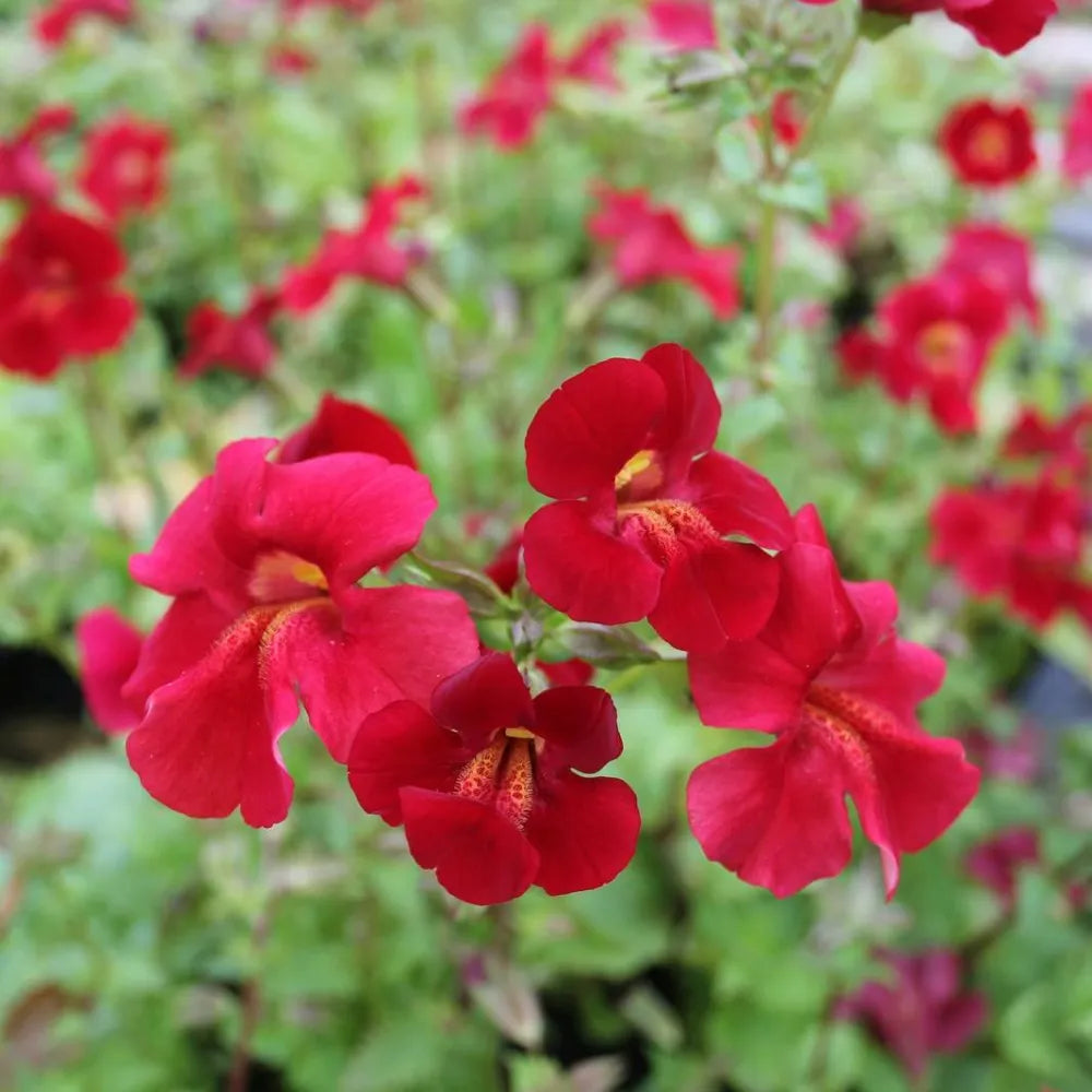 Mimulus cupreus ‘Red Emperor’ | ‘Red Emperor’ monkey‑flower | Marginal ...
