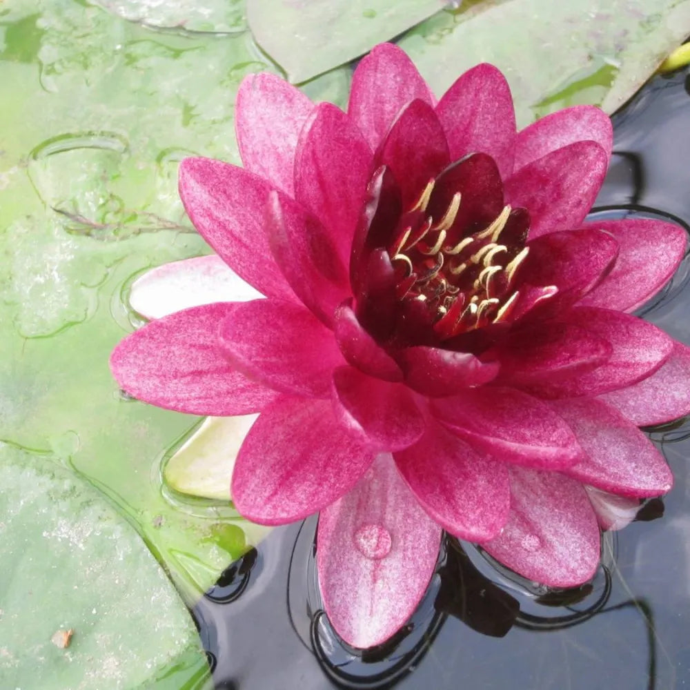 Nymphaea ‘Almost Black’ | ‘Almost Black’ water lily – Woven Wood