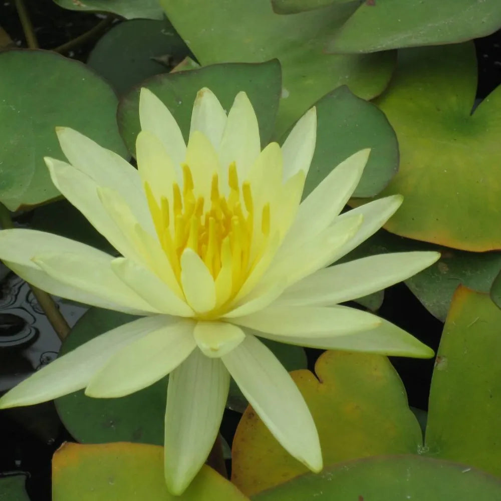 Nymphaea ‘Colonel A J Welch’ | ‘Colonel A J Welch’ water lily – Woven Wood