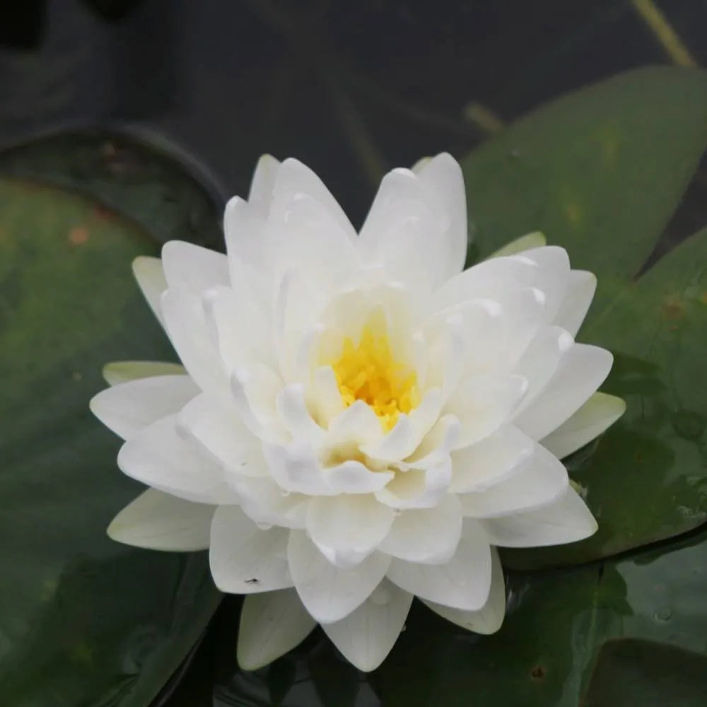 Nymphaea ‘Gonnère’ | ‘Snowball’ water lily – Woven Wood
