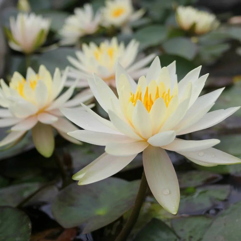Nymphaea ‘Inner Light’ | ‘Inner Light’ water lily – Woven Wood