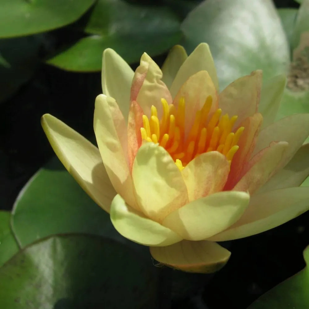 Nymphaea ‘Sioux’ | ‘Sioux’ water lily – Woven Wood