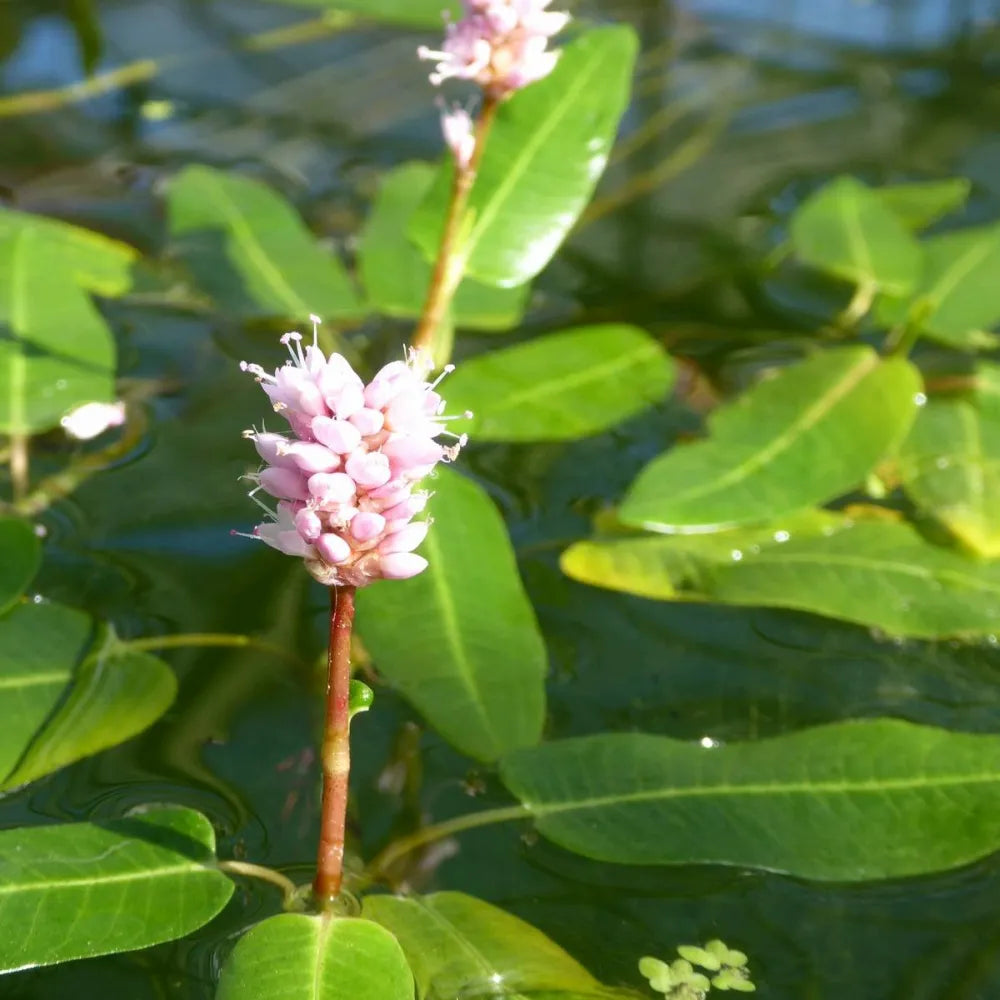 Persicaria amphibia | Amphibious bistort | Marginal Plant – Woven Wood