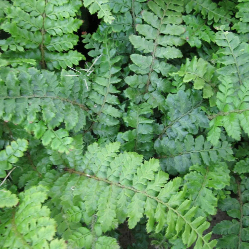 Polystichum polyblepharum | Japanese tassel fern | Pond Side Plant ...