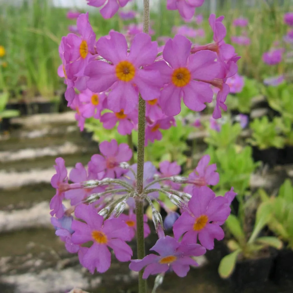 Primula beesiana | Beesian candelabra primrose | Pond Side Plant ...