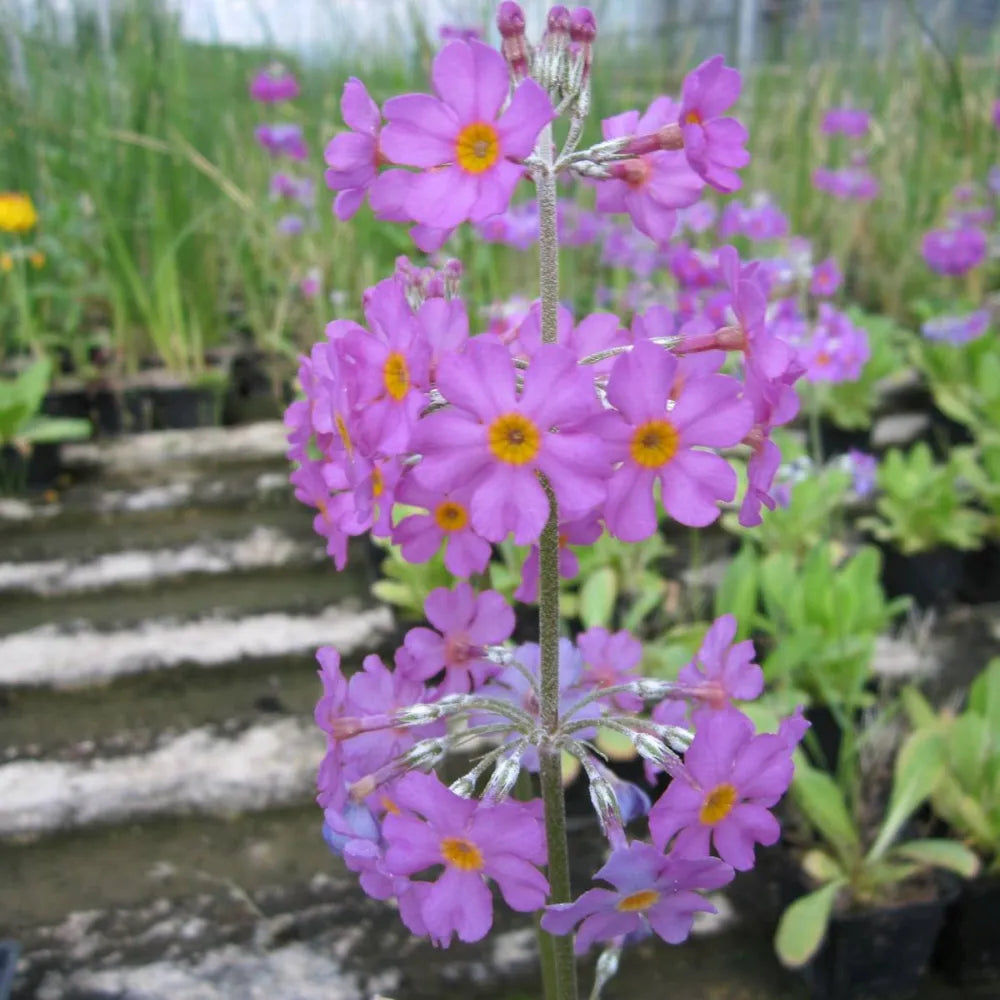 Primula beesiana | Beesian candelabra primrose | Pond Side Plant ...