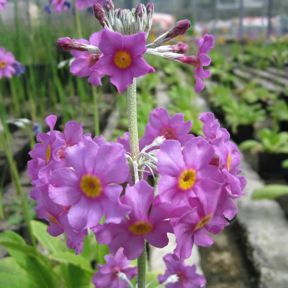Primula beesiana | Beesian candelabra primrose | Pond Side Plant ...
