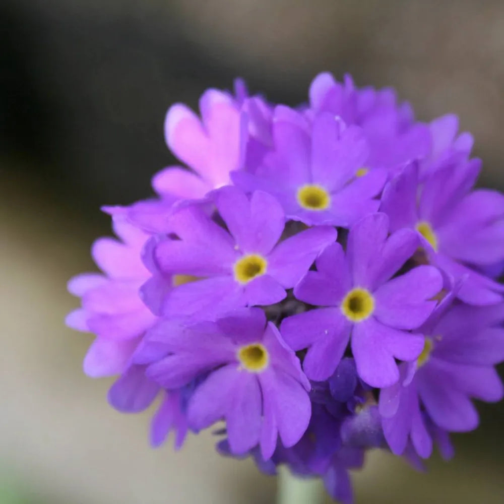 Primula denticulata | Drumstick primrose | Pond Side Plant – Woven Wood