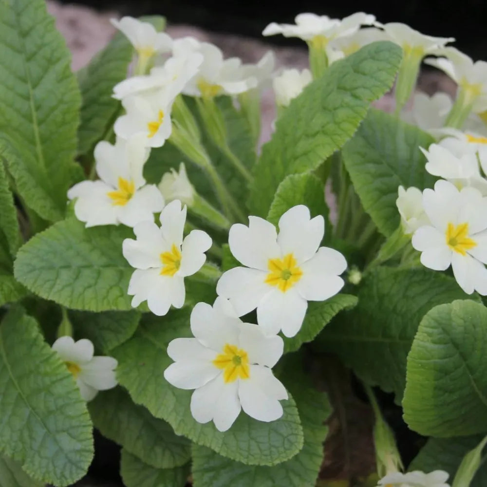 Primula vulgaris | Common primrose | Pond Side Plant – Woven Wood