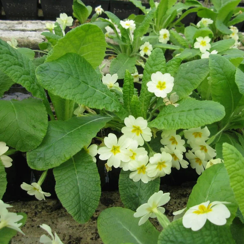 Primula vulgaris | Common primrose | Pond Side Plant – Woven Wood