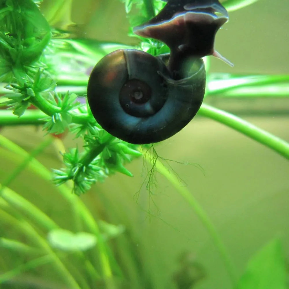 Ramshorn Snails – Planorbis | Aquatic Snails – Woven Wood