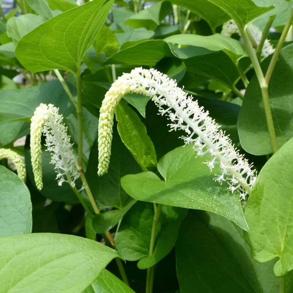 Saururus cernuus | Lizard’s‑tail | Marginal Plant – Woven Wood