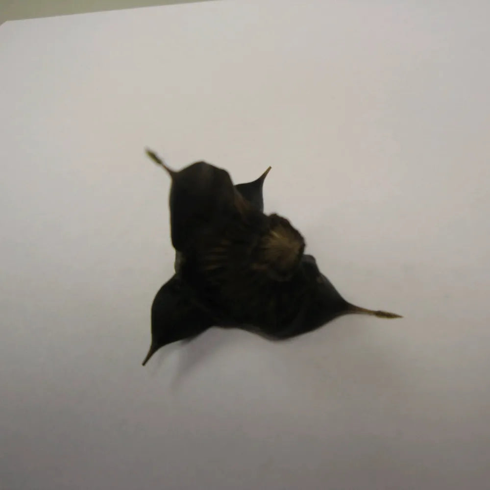 Trapa natans | Water chestnut | Floating Plant – Woven Wood