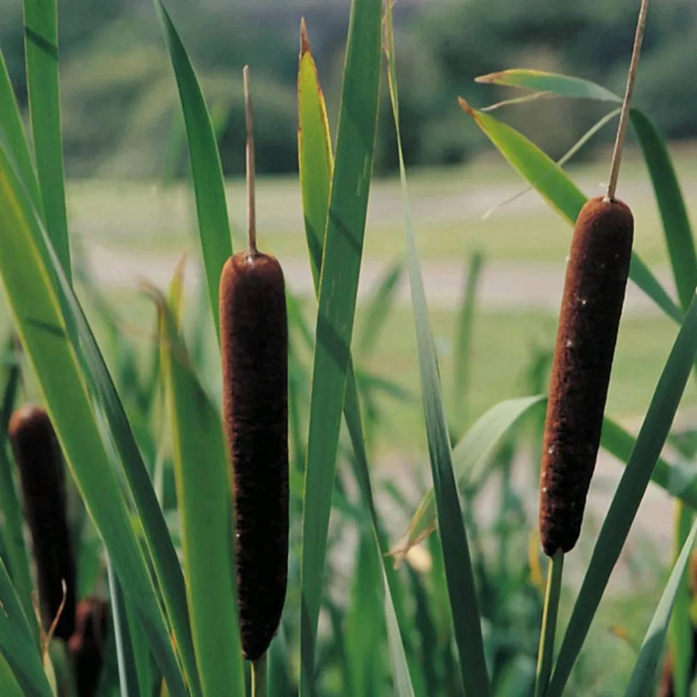 Typha angustifolia | Narrow‑leaf cattail | Marginal Plant – Woven Wood