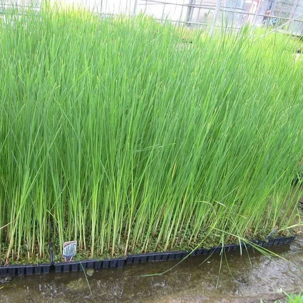 Typha angustifolia | Narrow‑leaf cattail | Marginal Plant – Woven Wood