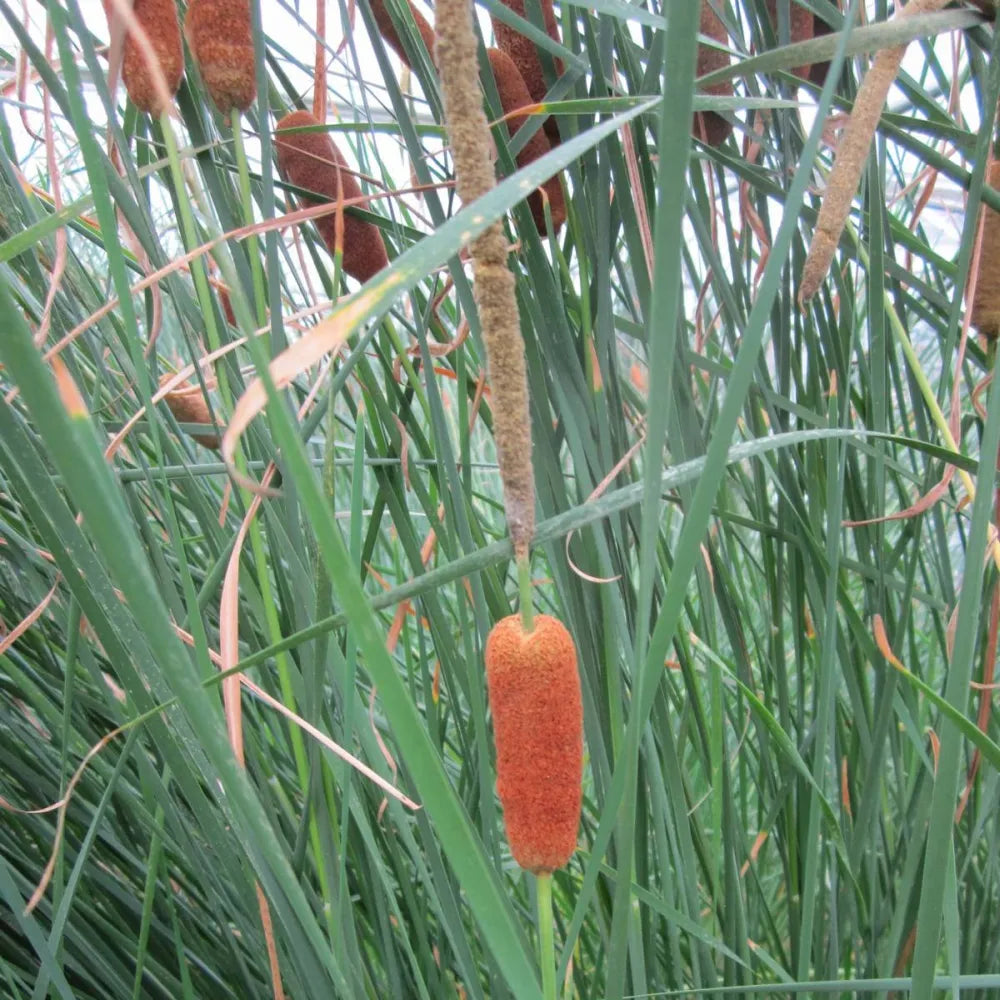 Typha gracilis | Slender cattail | Marginal Plant – Woven Wood