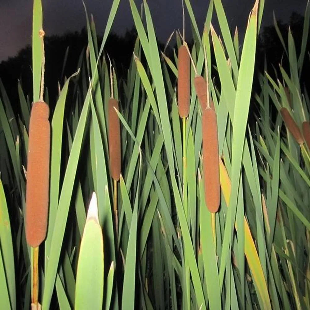 Typha latifolia | Broad‑leaf cattail (bulrush) | Marginal Plant – Woven ...