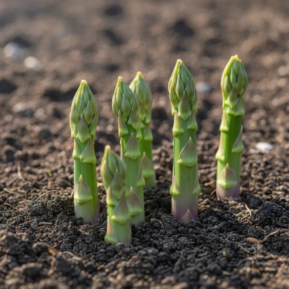 Pacific 2000' Asparagus Plant | 5 Bare Root Crowns – Woven Wood