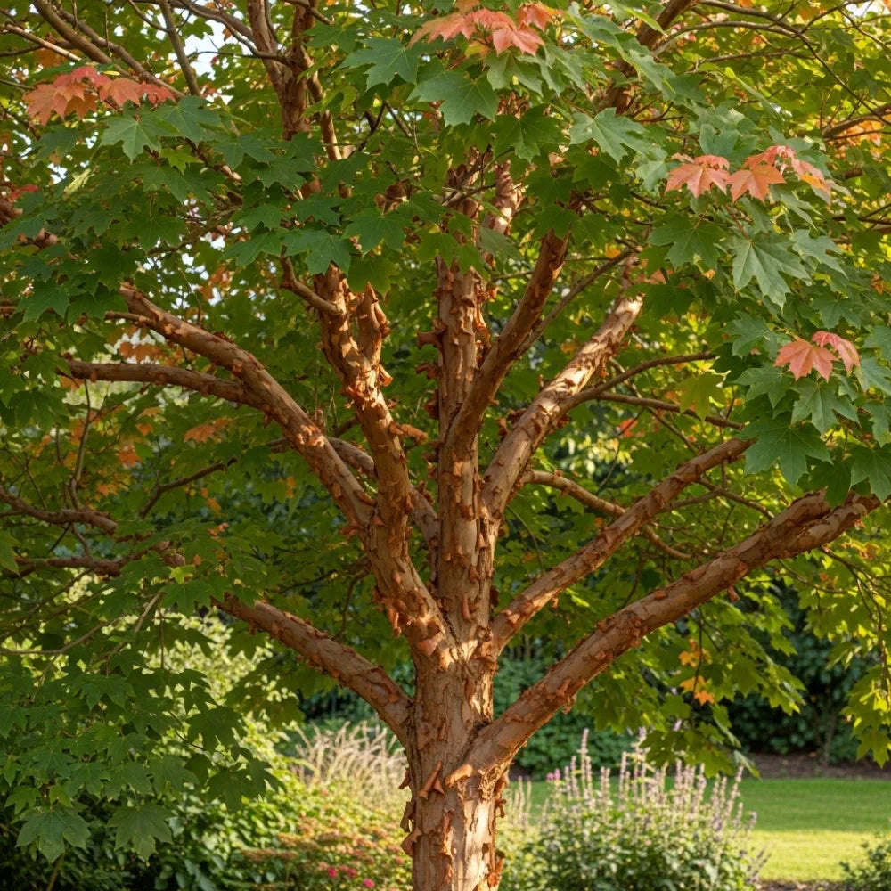 6ft Paperbark Maple Tree | Acer griseum | 15L Pot – Woven Wood