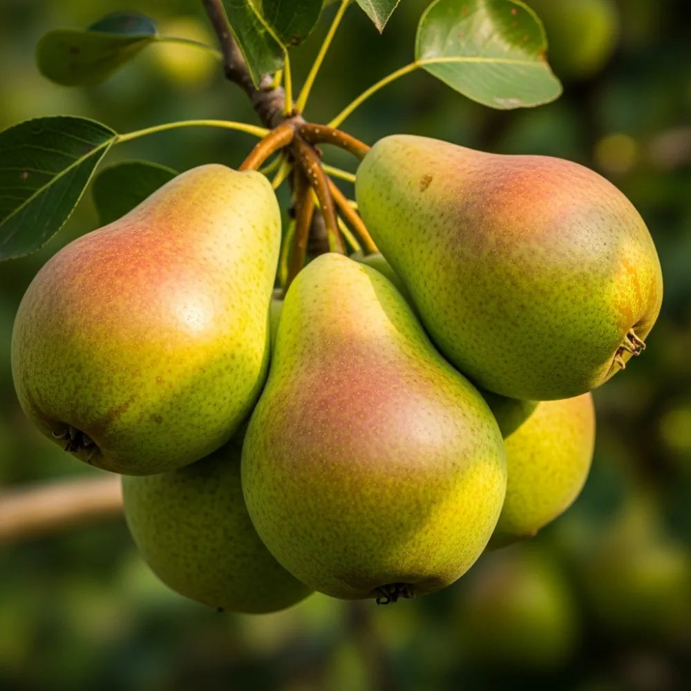 The 'Doyenné du Comice' Patio Pear Tree – Woven Wood