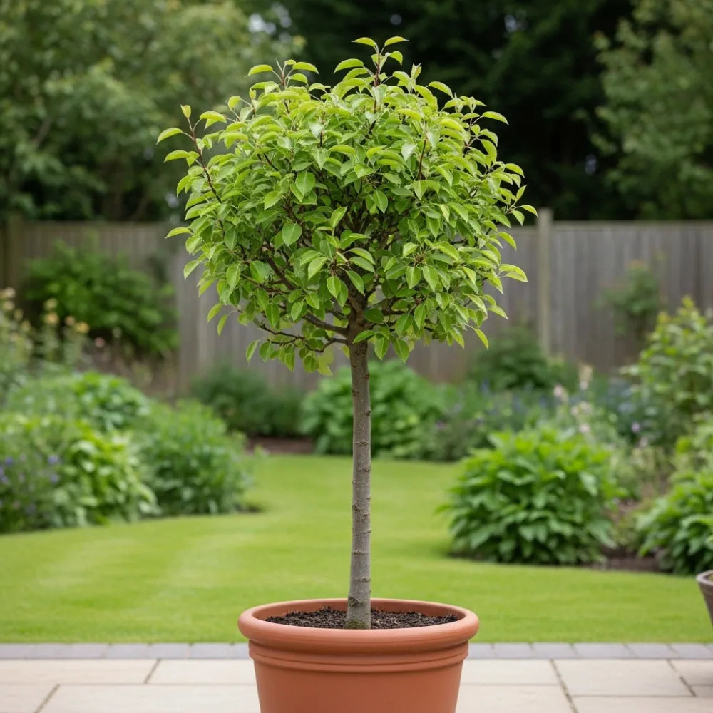 Patio 'Williams' Bon Chrétien' Pear Tree | 3ft | Bare Root – Woven Wood