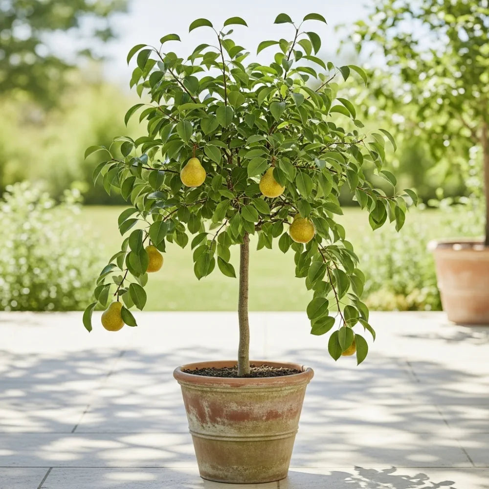 Patio 'Conference' Pear Tree | 4.5L Pot – Woven Wood