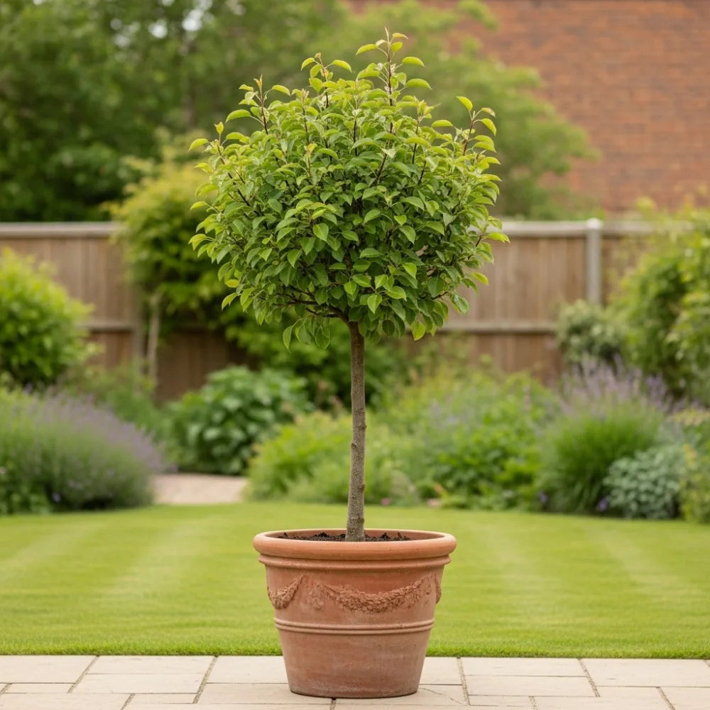 Patio 'Red Williams' Pear Tree | 3ft | 4.5L Pot – Woven Wood
