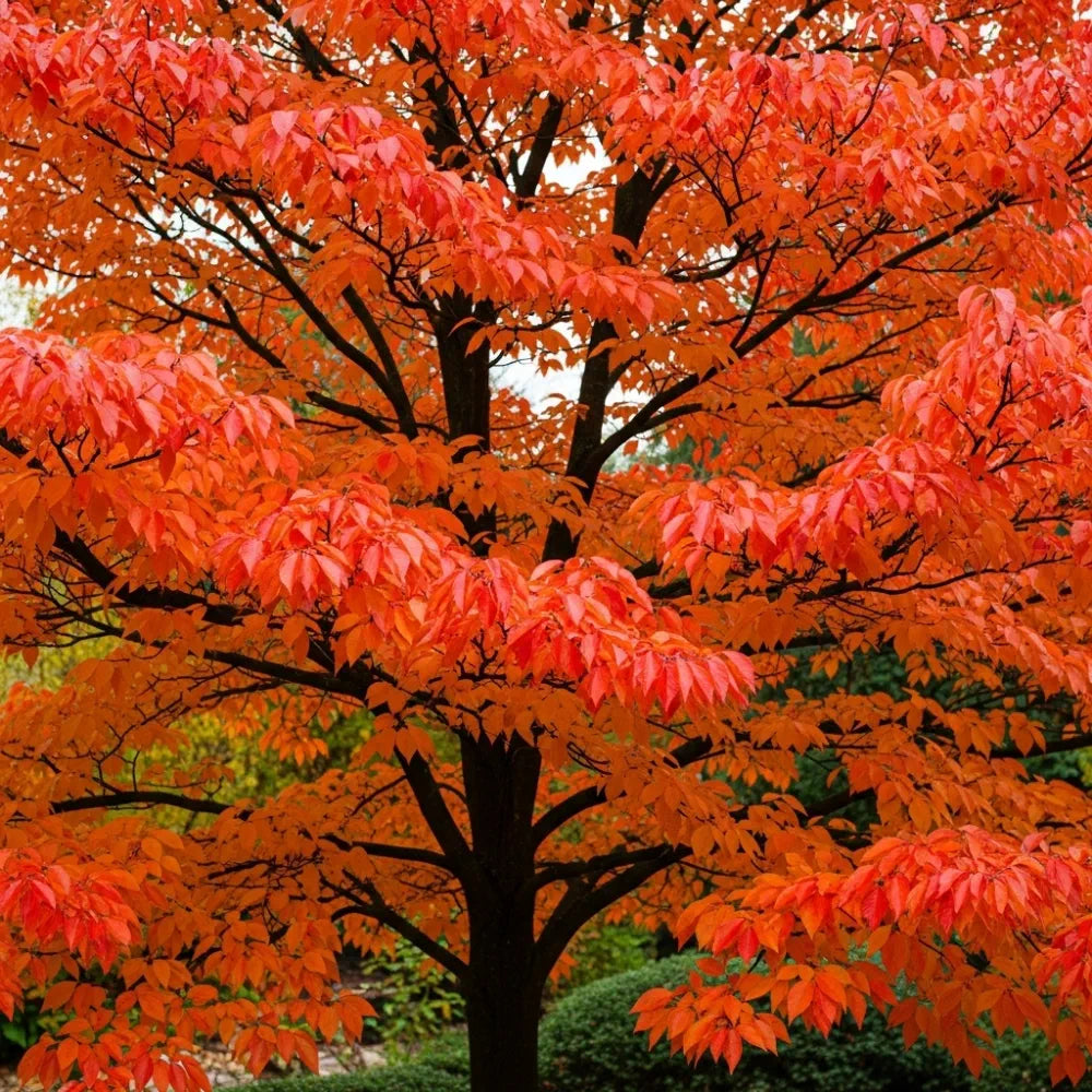3ft Persian Ironwood Tree | Parrotia persica 'Vanessa' | 4.5L Pot ...