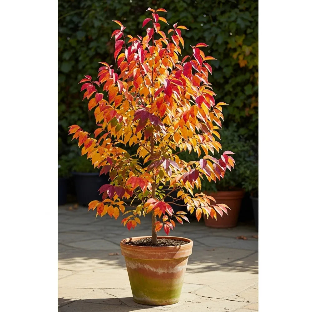 3ft Persian Ironwood Tree | Parrotia persica 'Vanessa' | 4.5L Pot ...