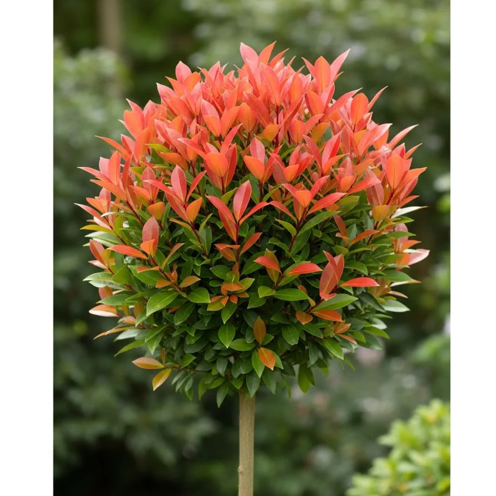 Two Photinia 'Red Robin' Patio Trees (3ft) – Woven Wood