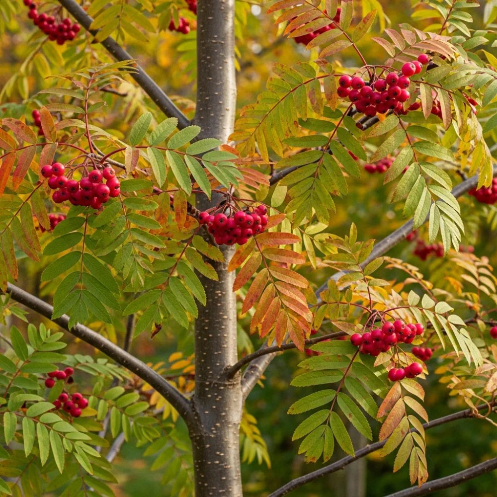 5ft Pink Berried Mountain Ash Tree | Sorbus Eastern Promise | Bare Roo ...