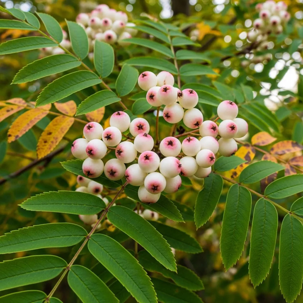 5ft 'Pink Pagoda' Rowan Tree | Sorbus hupehensis | 9L Pot | 2 Years Ol ...