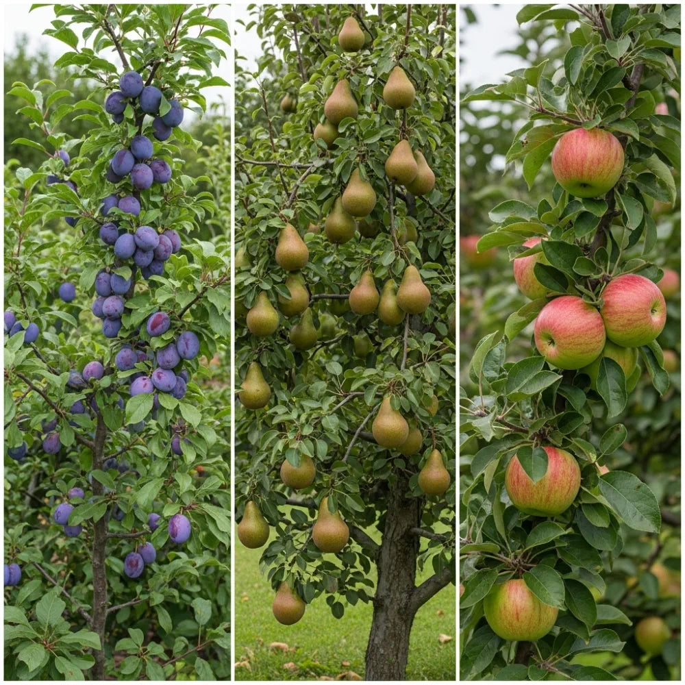 Top 3 Performing Fruit Trees to Grow in the UK | 3 x 5ft Bare Root Tre ...