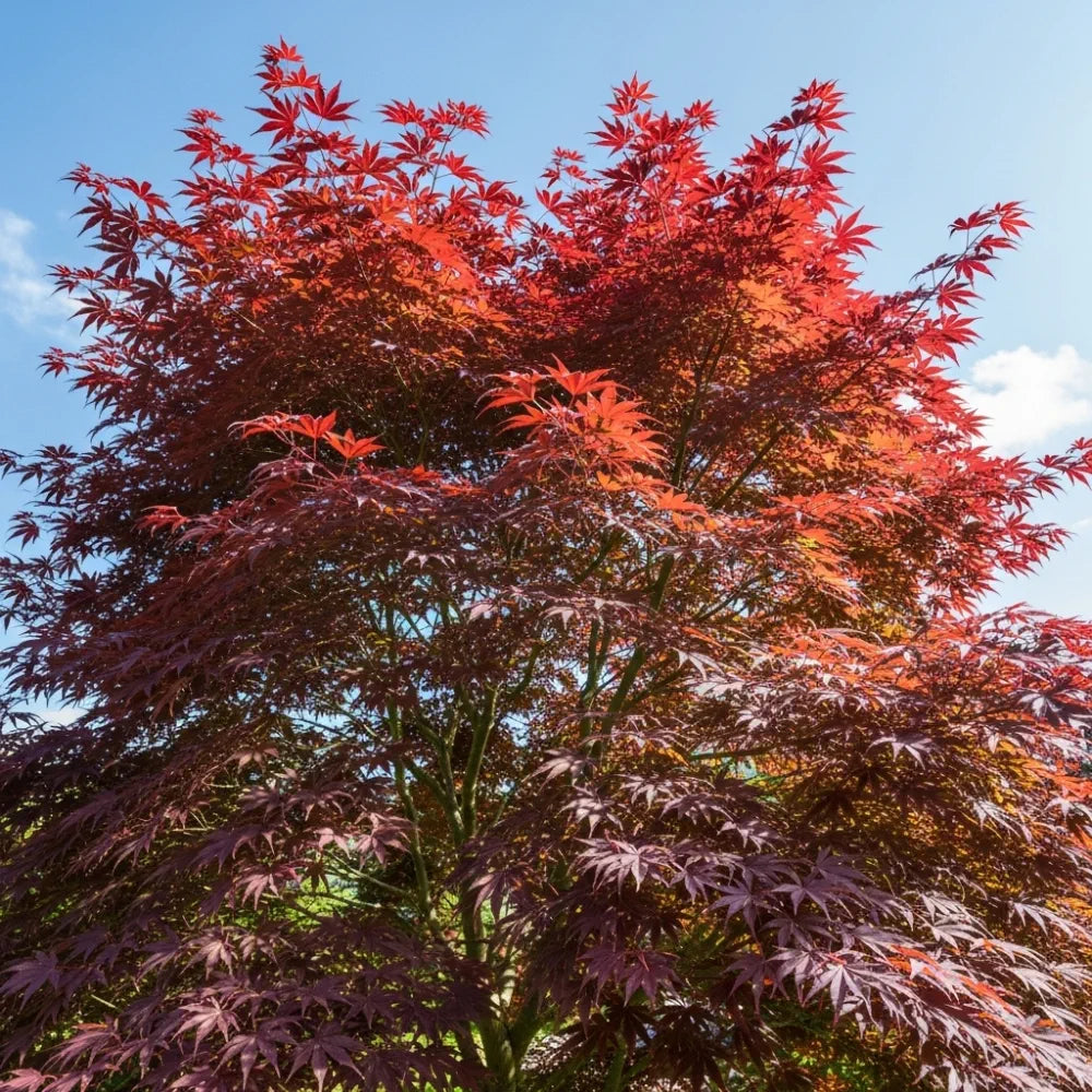 Purple Japanese Maple Tree | Acer palmatum 'Atropurpureum' 9cm Pot ...