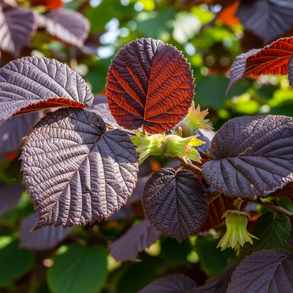 4ft 'Purpurea' Filbert Tree | Purple Hazelnut Tree | 9L Pot | 2 Years ...