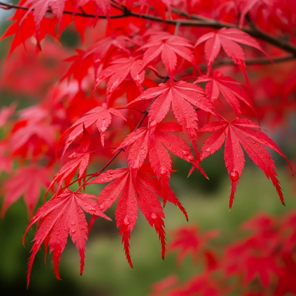 3ft Red Japanese Maple Tree | Acer palmatum 'Fireglow' | 5L Pot – Woven ...