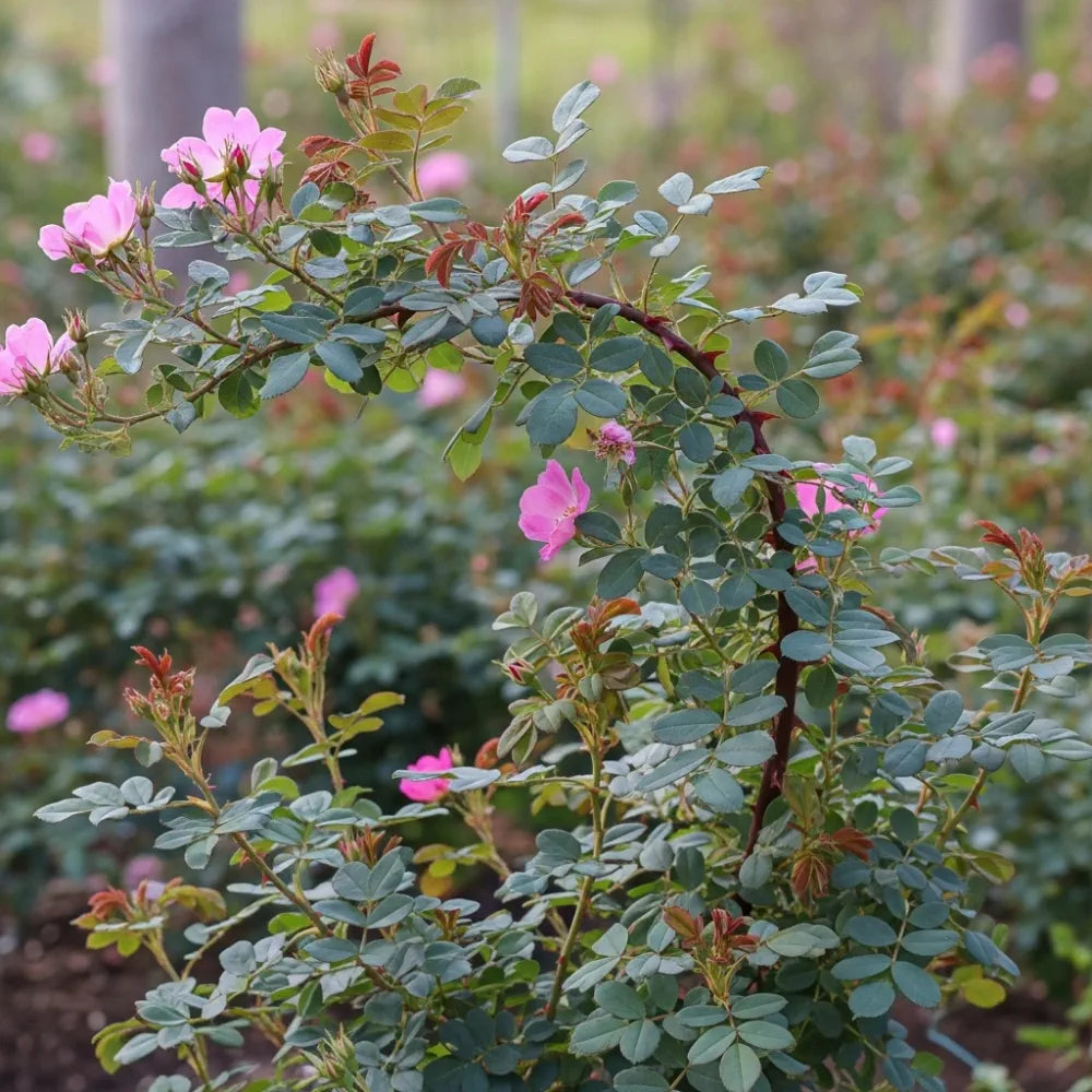 30-45cm Red-Leaved Rose Hedging | Rosa glauca | Bare Root – Woven Wood