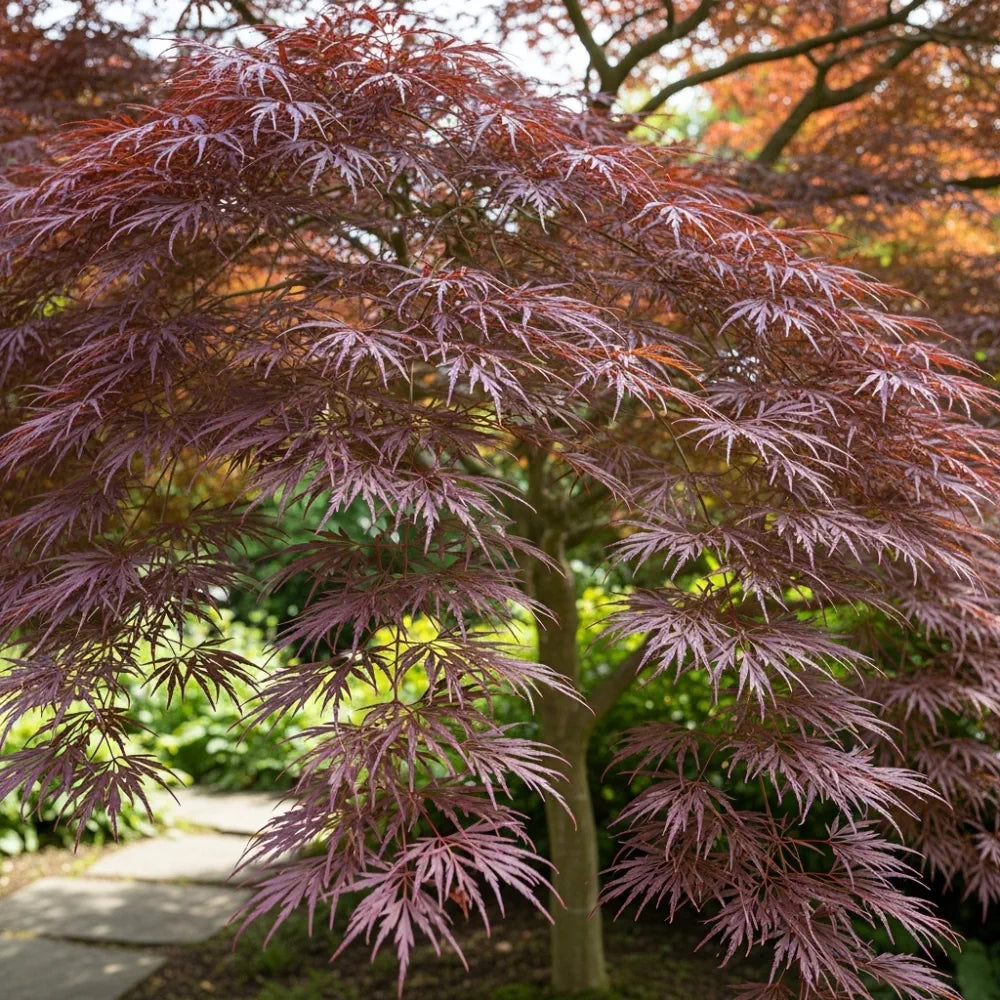 3ft Red Weeping Japanese Maple Tree | Acer palmatum 'Garnet' | 3L Pot ...