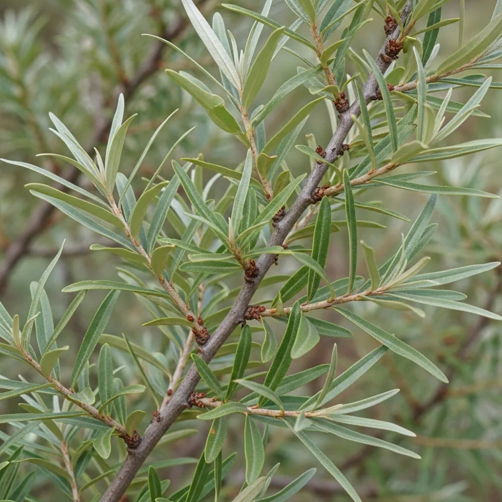 45-60cm Sea Buckthorn Hedging | Hippophae rhamnoides | Bare Root ...