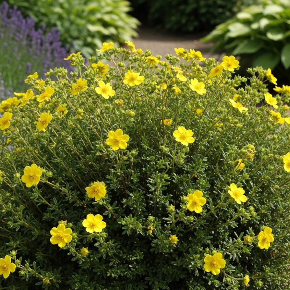30-45cm Shrubby Cinquefoil | Potentilla fruticosa Bare Root Plant ...