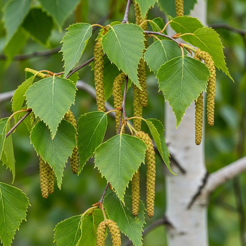 100-125cm Silver Birch Hedging | Betula pendula | Bare Root – Woven Wood