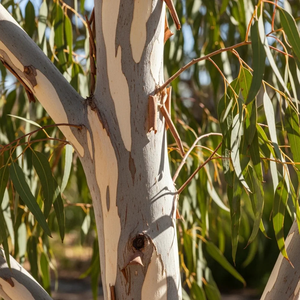 5ft Snow Gum Tree | Eucalyptus pauciflora 'Niphophila' | 9L Pot | 2 Ye ...
