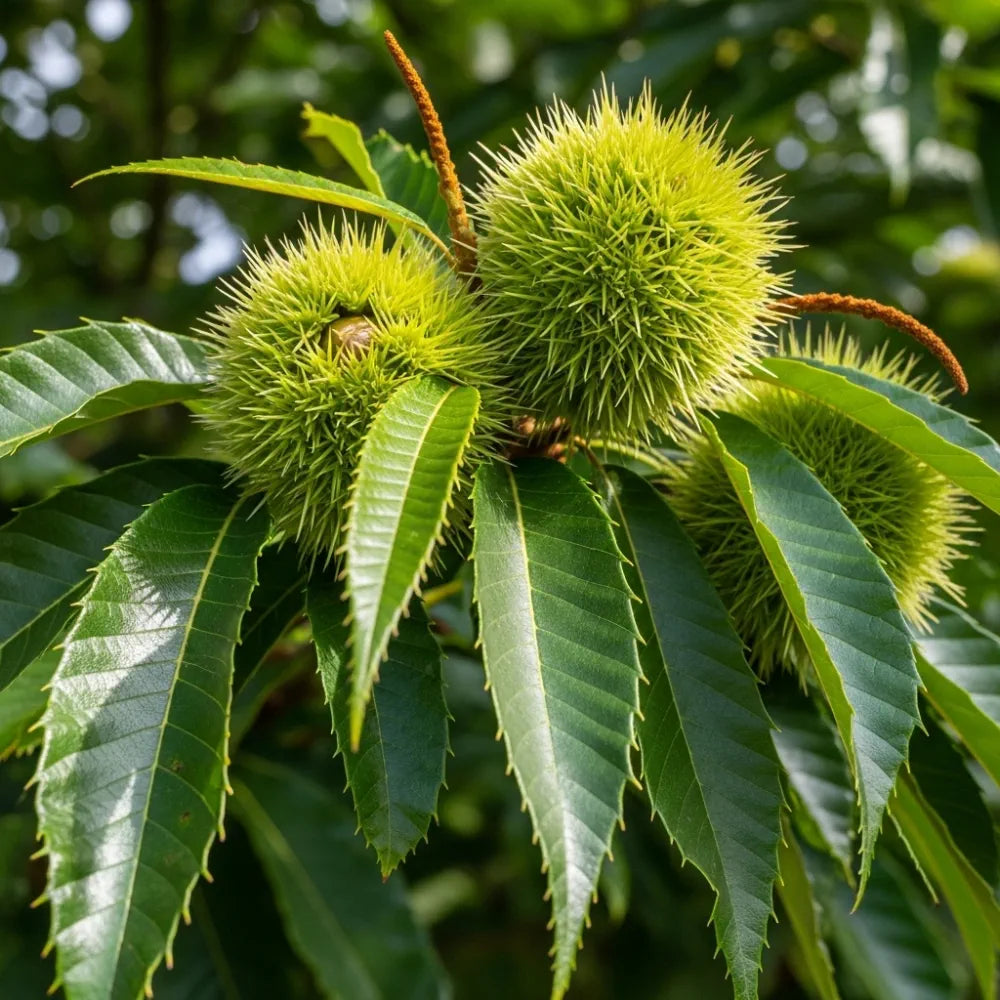 4ft Chestnut Tree | Castanea sativa | 9L Pot | 2 Years Old – Woven Wood