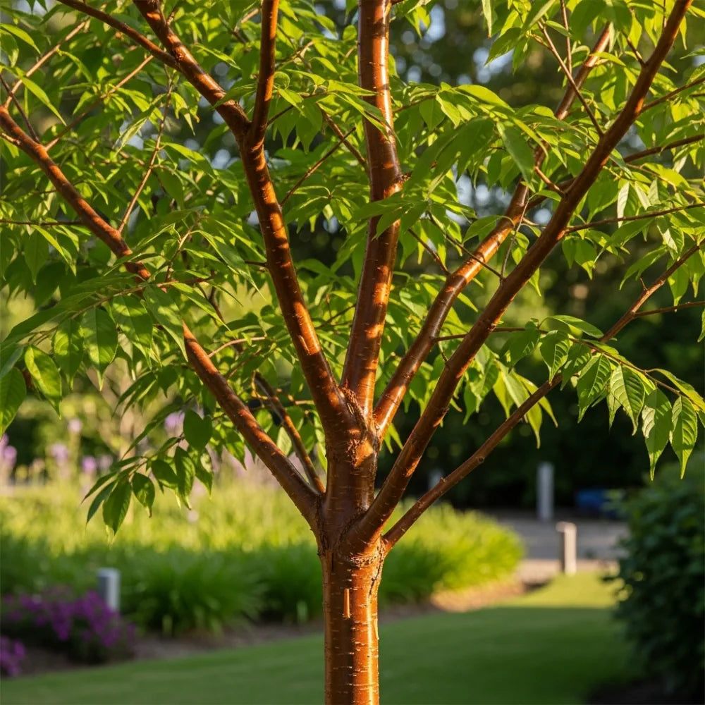 13ft Standard Tibetan Cherry Tree | Mature Bare Root Prunus Serrula ...
